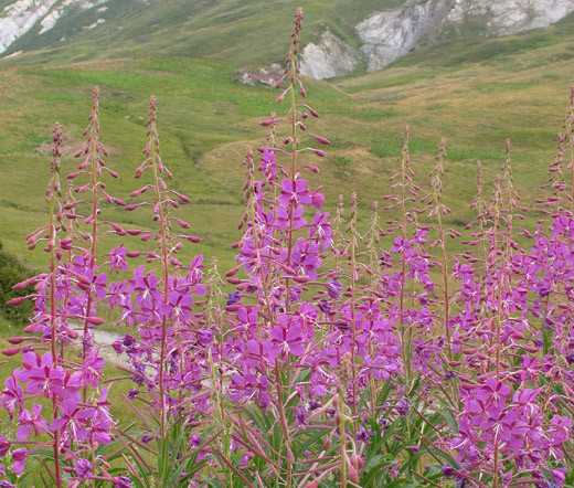 Fireweed Epilobium Angustifolium Seeds