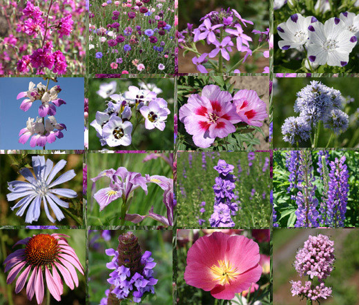 Wildflower Mix Purple Seeds