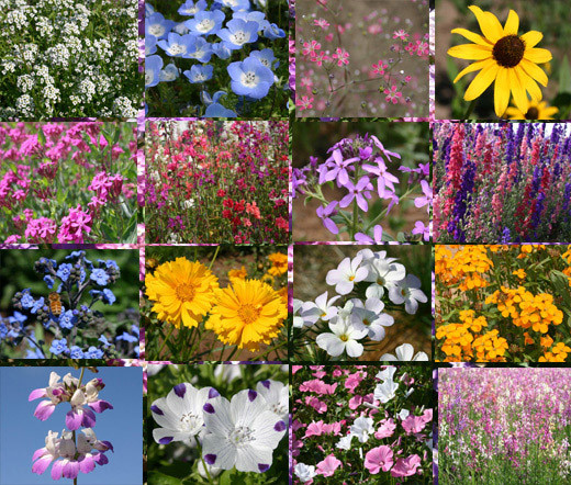 Wildflower Mixes