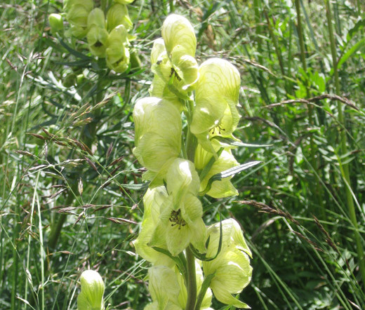 Perennial Flower Seeds