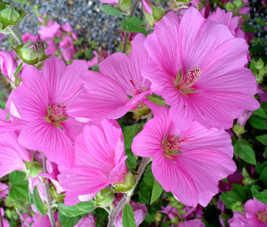 Rose Mallow Mix Lavatera Trimestris Seeds