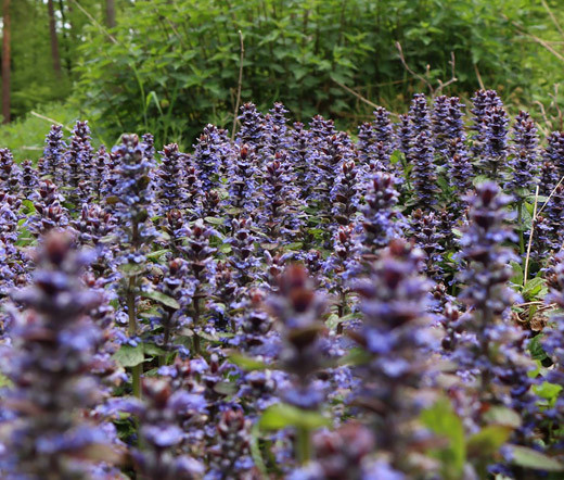 Ajuga Bugleweed Ajuga Reptans Seeds