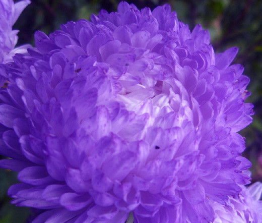 Aster Gremlin Double Violet Callistephus Chinensis Seeds