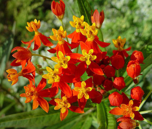 Blood Flower Asclepias Curassavica Seeds