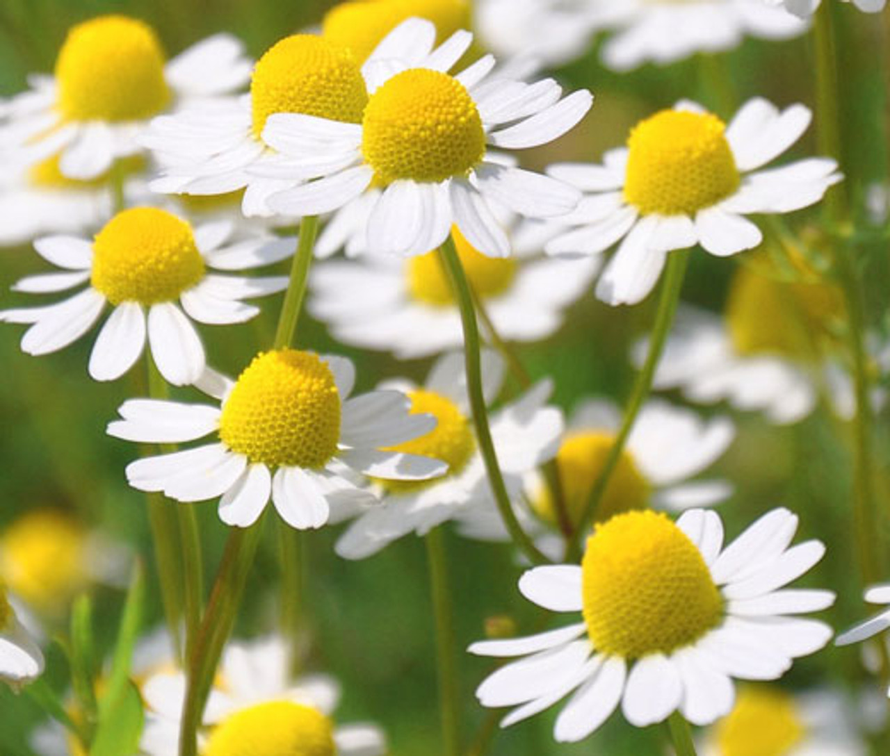 Roman Chamomile Roman Chamomile