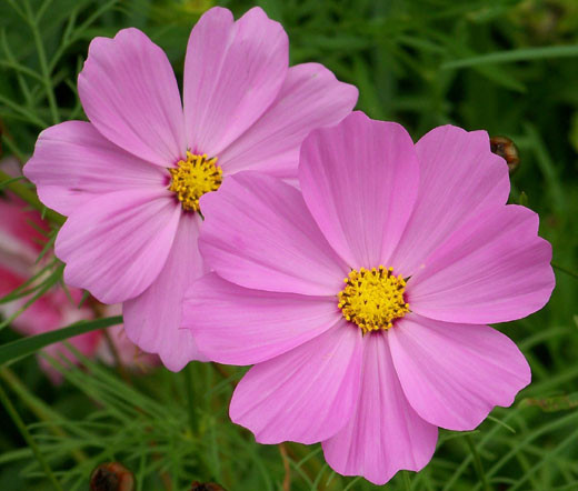 Cosmos Sonata Pink Dwarf Cosmos Bipinnatus Seeds