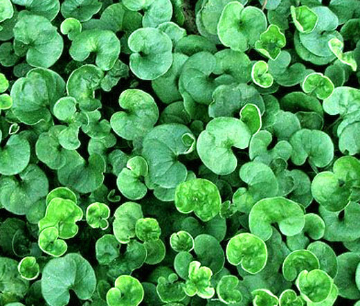 Dichondra Dichondra Repens Seeds