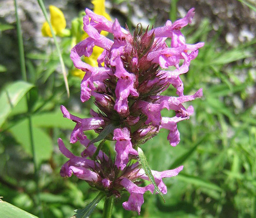 Betony Betonica Officinalis Seeds