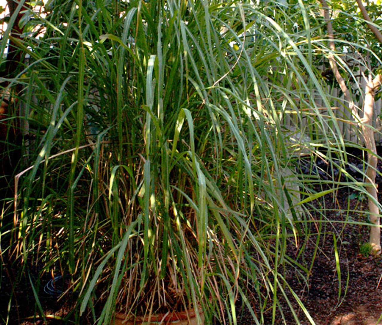Lemongrass Plant Seeds