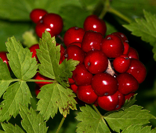Baneberry Red Actaea Rubra Seeds
