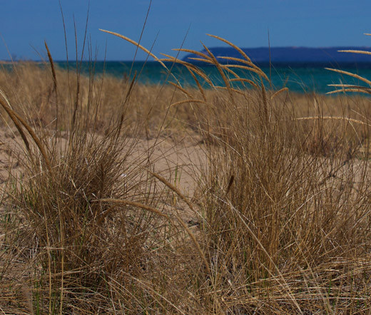 Beach Grass Ammophila Breviligulata (American Beach Grass): Go Botany
