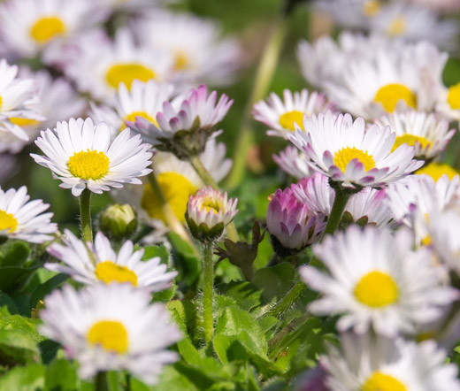 Daisy Mount Atlas Spring Carpet Anacyclus Depressus Seeds