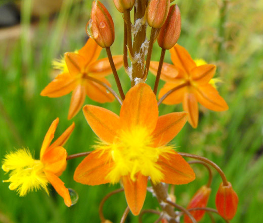 Bulbine Stalked Avera Sunset Orange Bulbine Frutescens Seeds