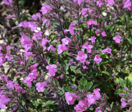 Calamint Large Flowered Elfin Purple Calamintha Grandiflora Seeds