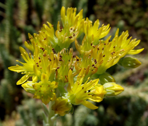 Sedum Mountain Stonecrop Sedum Montanum Seeds