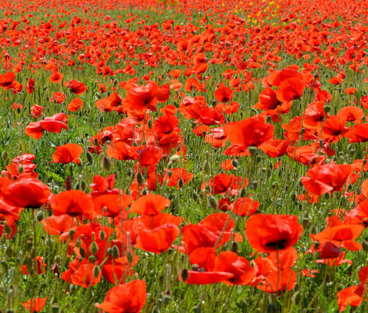 Red Corn Poppy American Legion Papaver Rhoeas Seeds