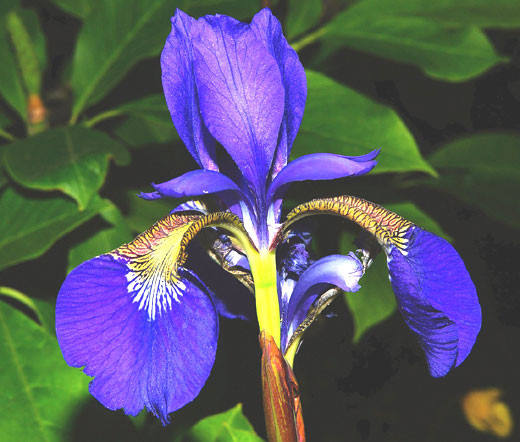 Iris Oregon Iris Tenax Seeds