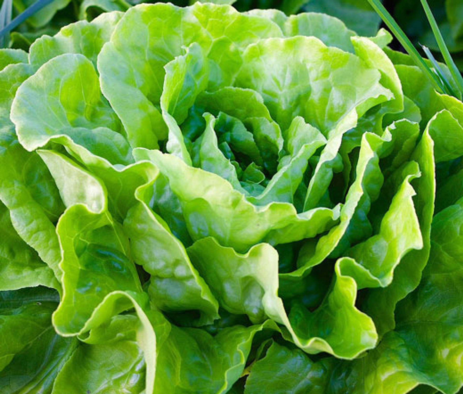 Lettuce Butterhead Organic Buttercrunch Lactuca Sativa Seeds