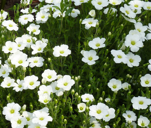 Arenaria Mountain Sandwort Arenaria Montana Seeds