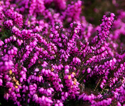 Calluna Scotch Heather Calluna Vulgaris Seeds