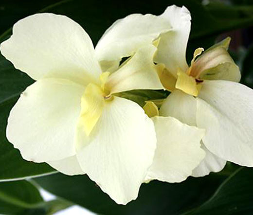 Canna White Canna x Generalis Seeds