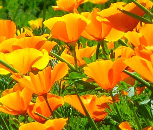 California Poppy Mission Bell Eschscholzia Californica Seeds
