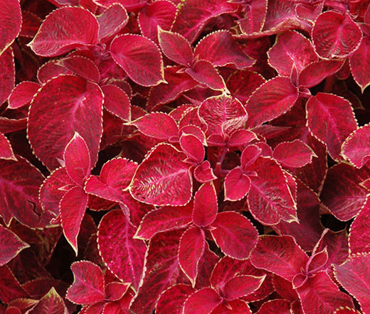 Coleus Kong Red Solenostemon Scutellarioides Seeds