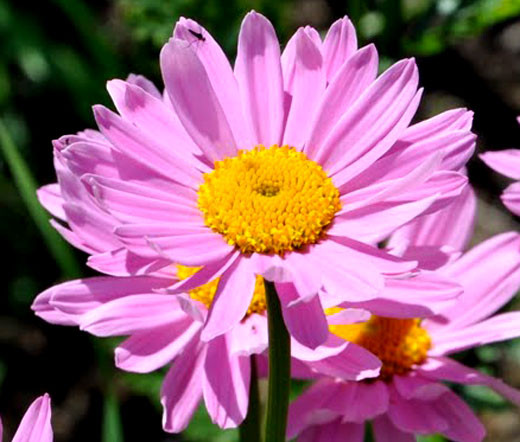 Pyrethrum Robinson's Mix Chrysanthemum Coccineum Seeds - SeedCorner.com