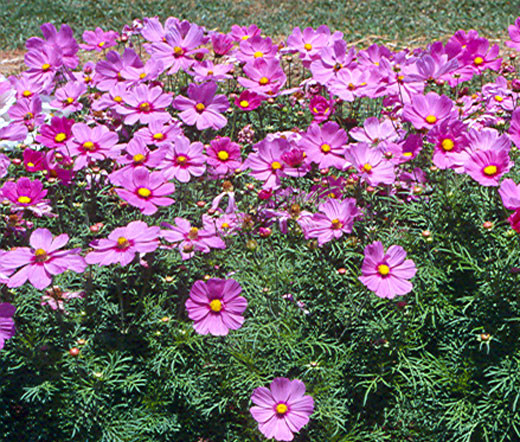 Cosmos Dazzler Cosmos Bipinnatus Seeds
