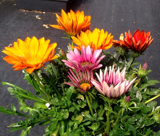 Gazania Mix Gazania Splenden Seeds