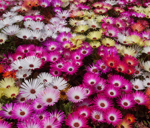 Ice Plant Gelato Bright Red Dorotheanthus Bellidiformis Seeds