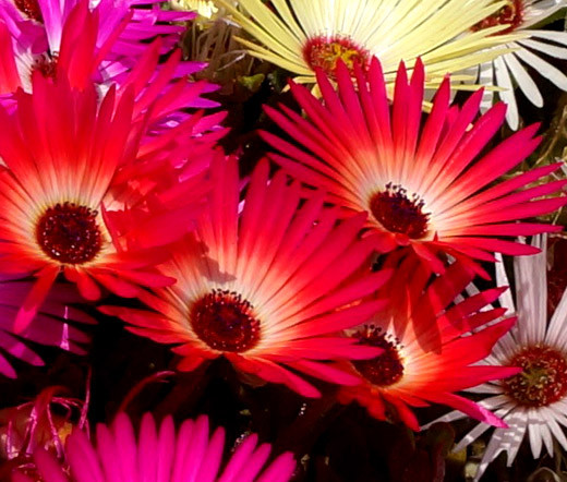 Ice Plant Gelato Bright Red Dorotheanthus Bellidiformis Seeds