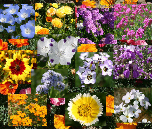Wildflower Mix Purple Seeds