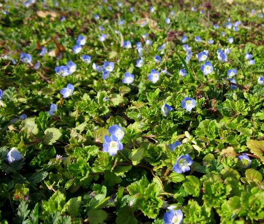 Speedwell Creeping Blue Veronica Repens Seeds