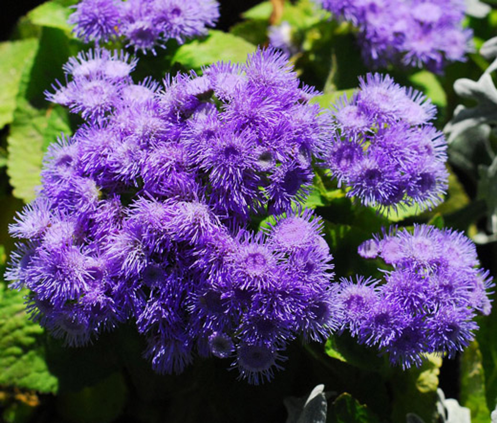 Ageratum Pink Ageratum Mexicanum Seeds Ageratum Pink Ageratum Mexicanum Seeds