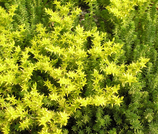 Perennial Flower Seeds