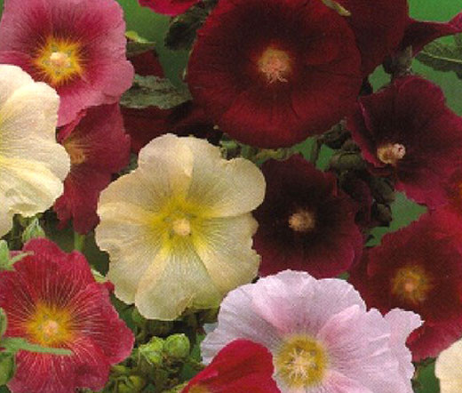 Hollyhock Queeny Purple Alcea Rosea Seeds