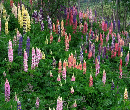 Lupine Russell Lupinus Polyphyllus Russell Seeds