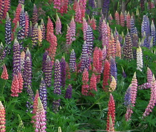 Maroon Bluebonnet Alamo Fire Lupinus Texensis Seeds
