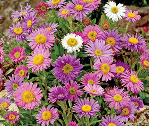 Aster Alpine Blue Aster Alpinus Seeds