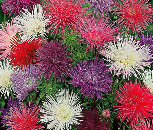 Aster Needle Unicum Mix Callistephus Chinensis Seeds