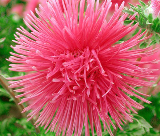 Aster Needle Unicum Mix Callistephus Chinensis Seeds