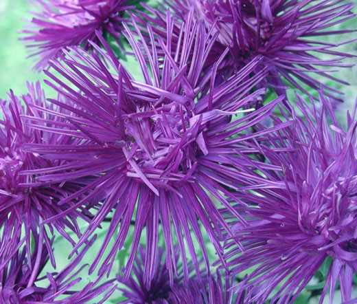 Aster Needle Unicum Mix Callistephus Chinensis Seeds