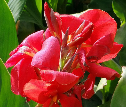 Canna White Canna x Generalis Seeds