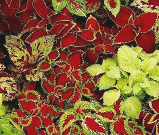 Coleus Fairway Mix Solenostemon Scutellarioides Seeds
