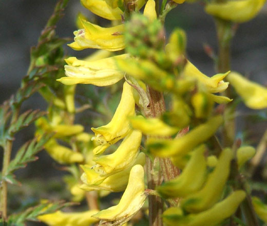 Corydalis Ferny Corydalis Cheilanthifolia Seeds