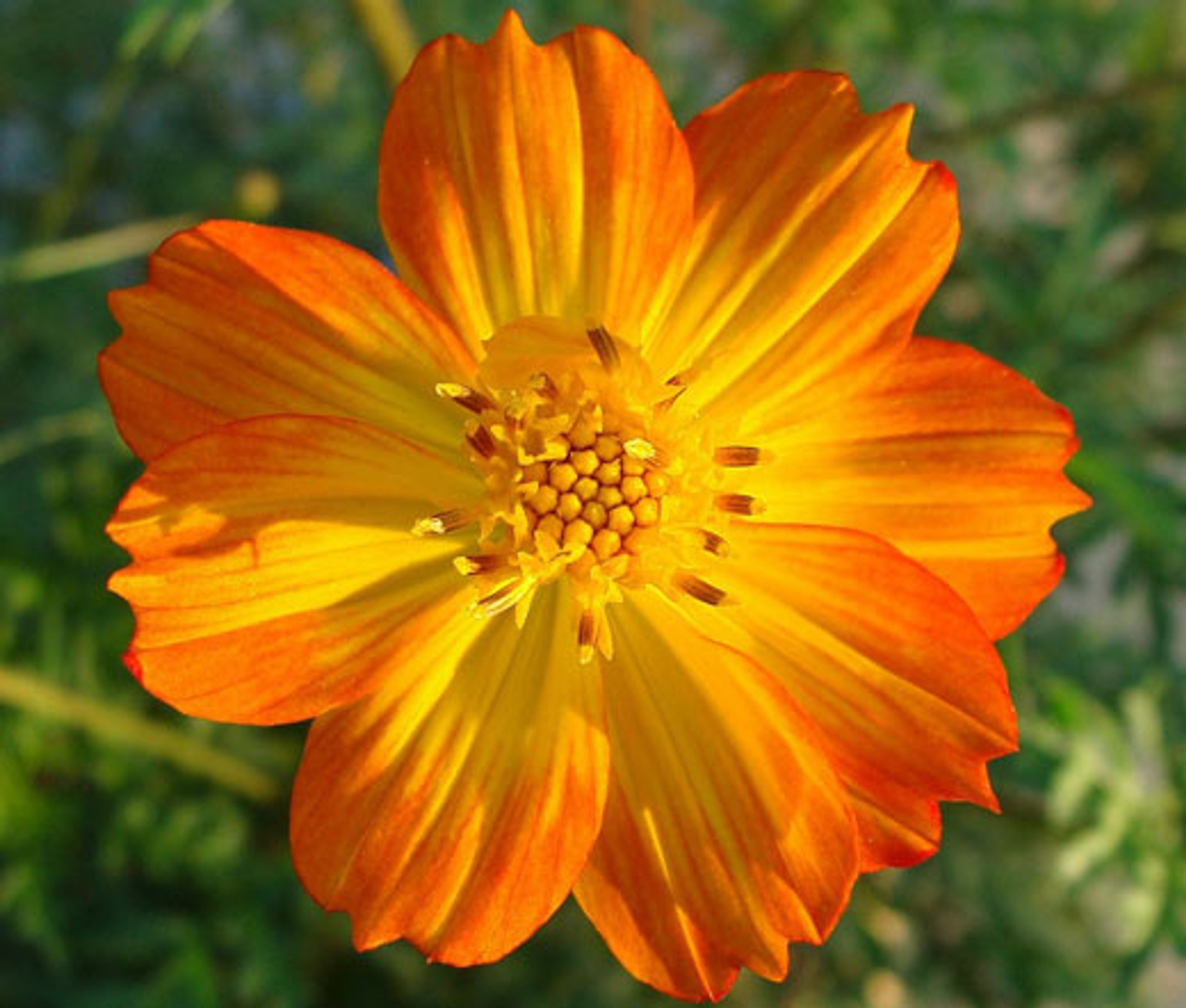 Cosmos Orange Cosmos Sulphureus Seeds cosmos-orange-cosmos-sulphureus-seeds