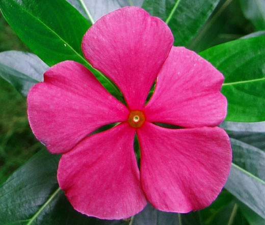 Periwinkle Dwarf Little Bright Eyes Catharanthus Roseus Seeds