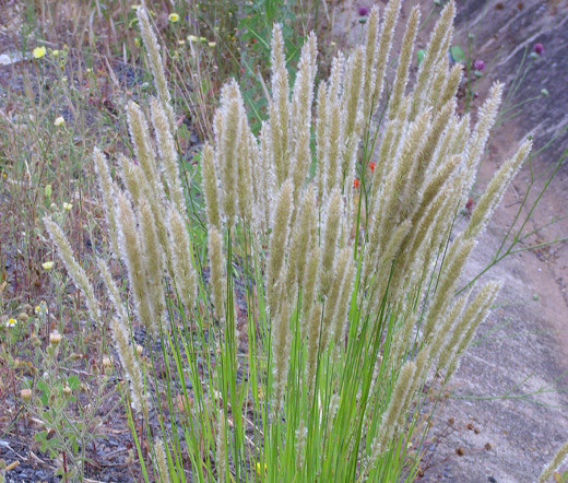 Melic Silky Spike Melica Ciliata Seeds