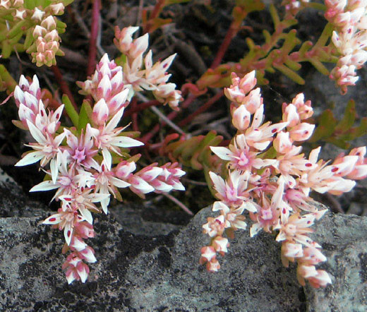 Perennial Flower Seeds